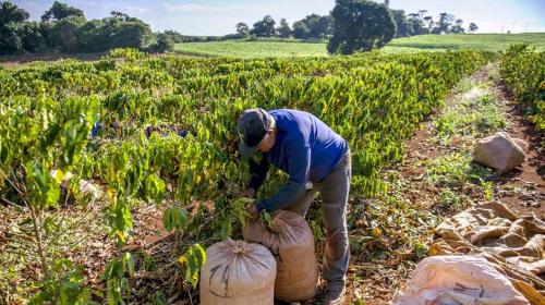 Gestão e boas práticas na colheita são fundamentais para mais lucratividade