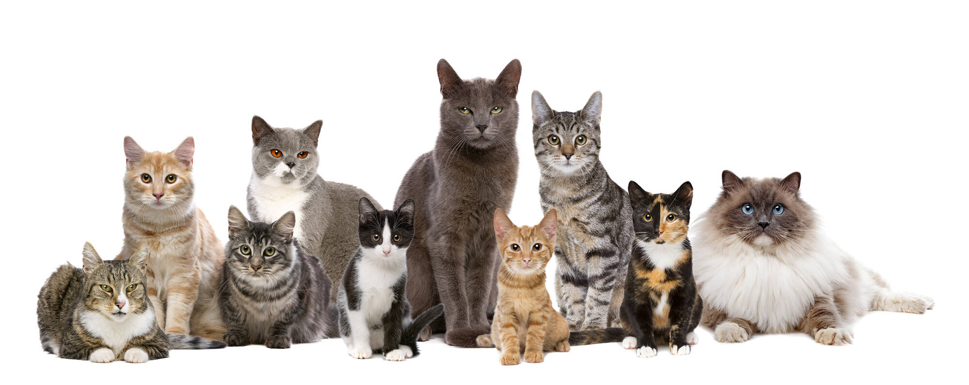 'Gatos são companheiros, dóceis e mais independentes'