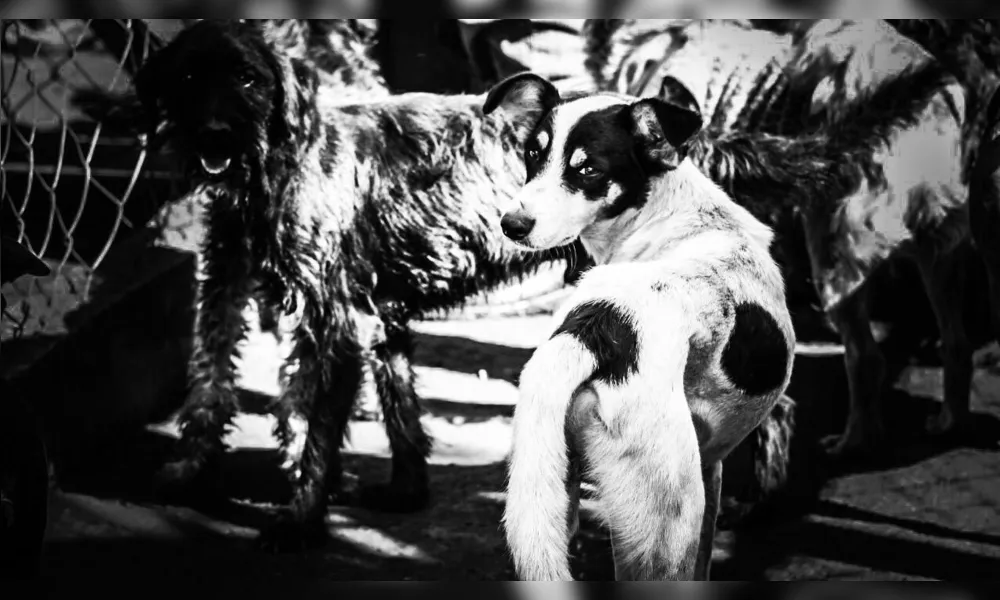 ONG ADA decide por encerrar atividades em Londrina