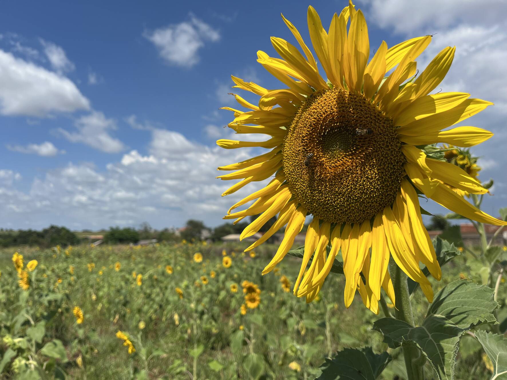Campo de girassóis muda a paisagem na zona leste de Londrina
