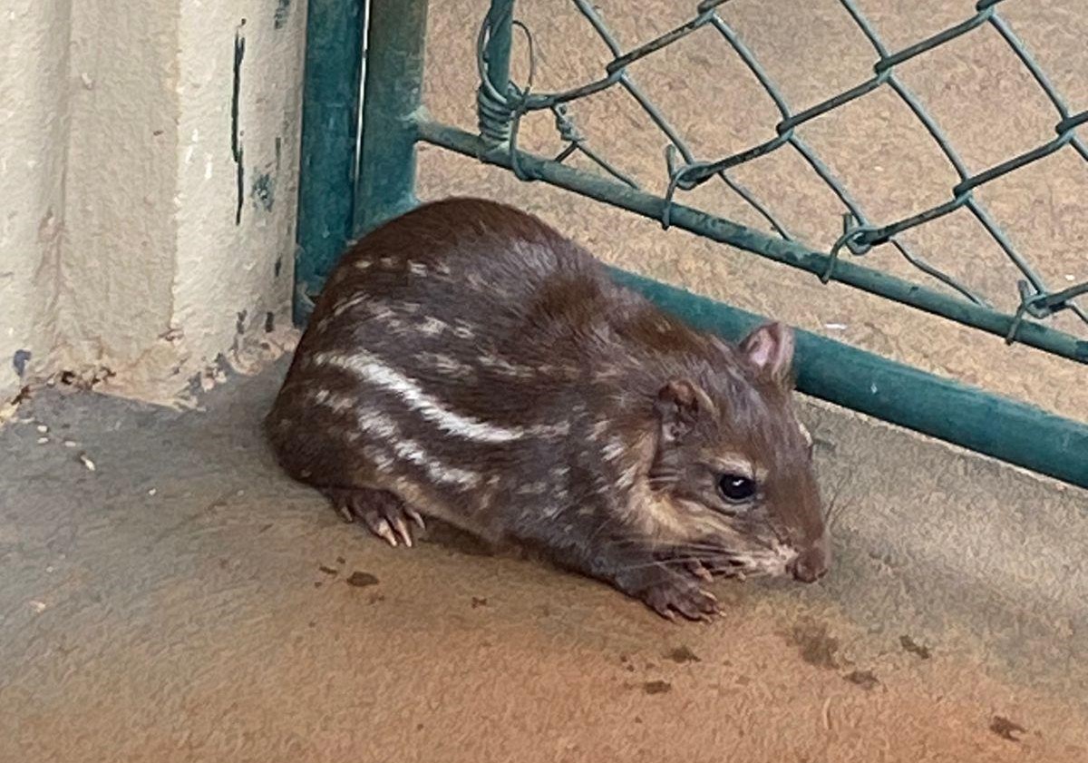 Filhote de paca nasce após intercâmbio entre Klabin e Itaipu