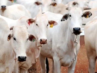 UE oficializa veto à carne brasileira a partir de setembro