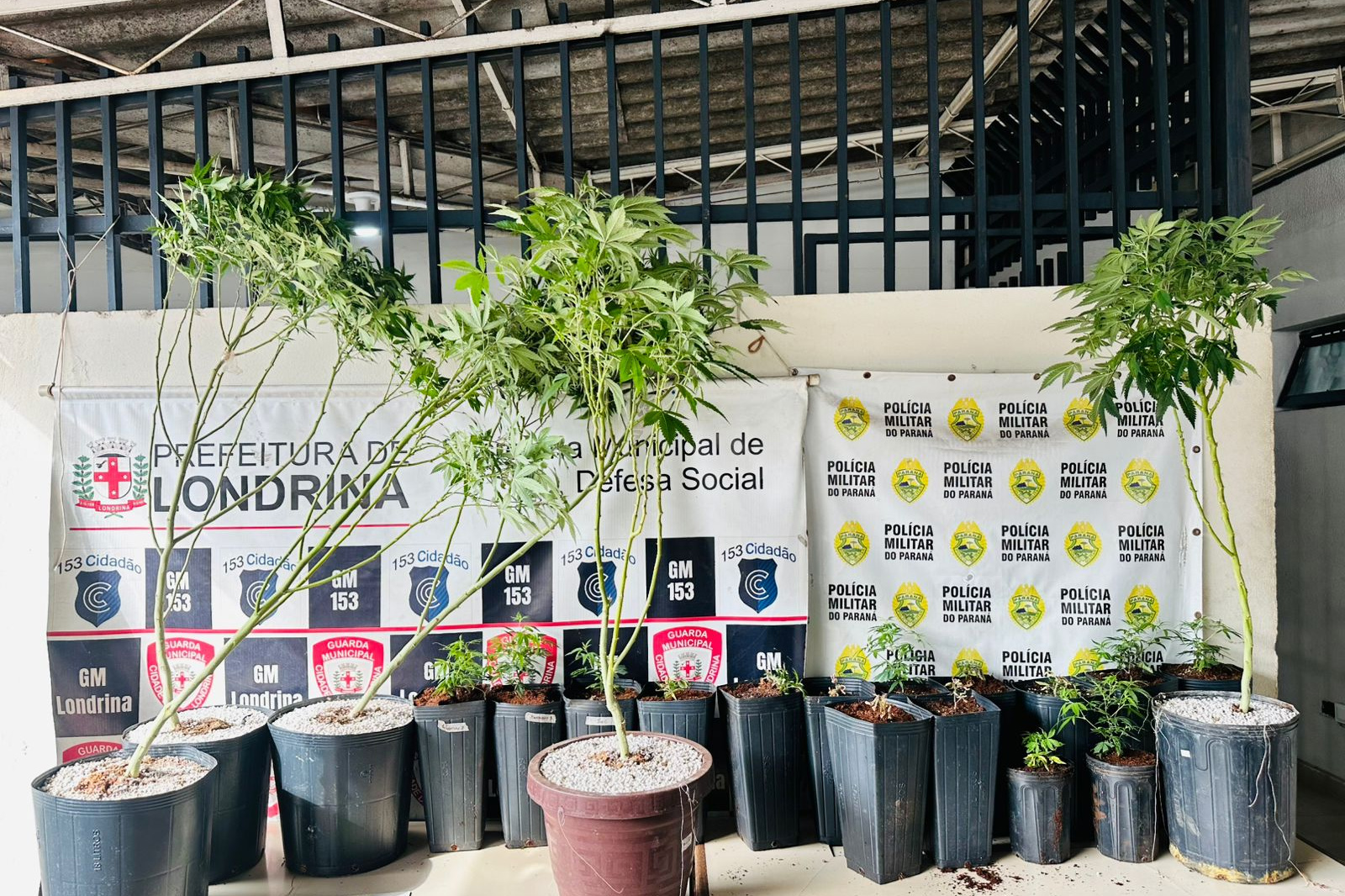 Denúncia leva polícia à plantação de maconha em Londrina