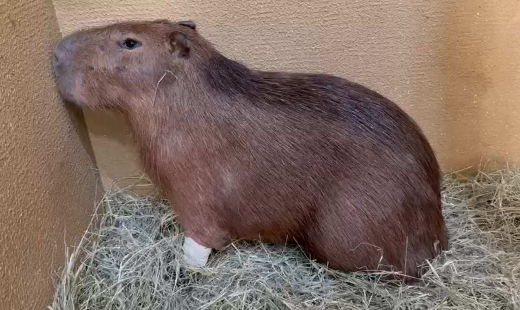 Capivara que caiu em piscina em Apucarana é tratada em Londrina