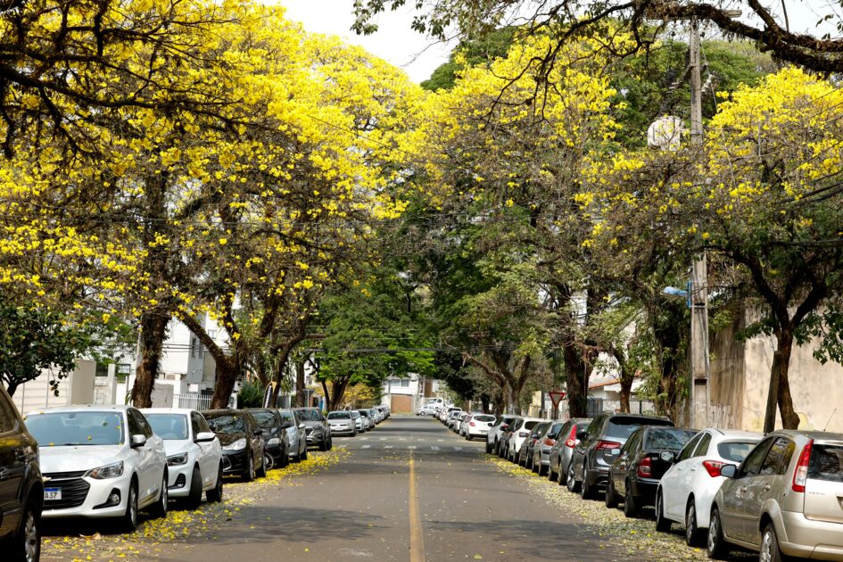 Prefeitura de Maringá cria roteiro dos ipês floridos